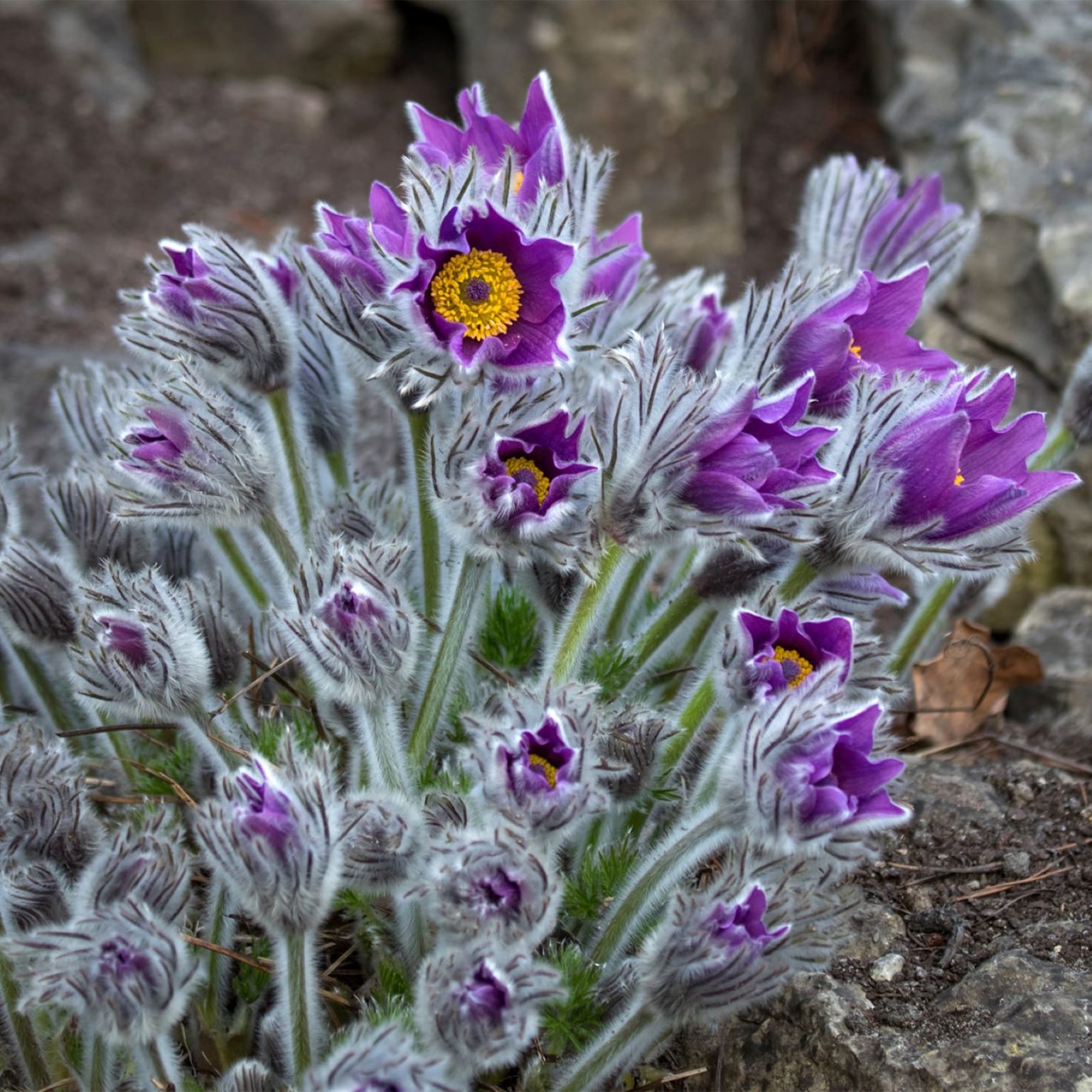 Zmarł prof. dr hab. Zygfryd Siwik - Uniwersytet Wrocławski